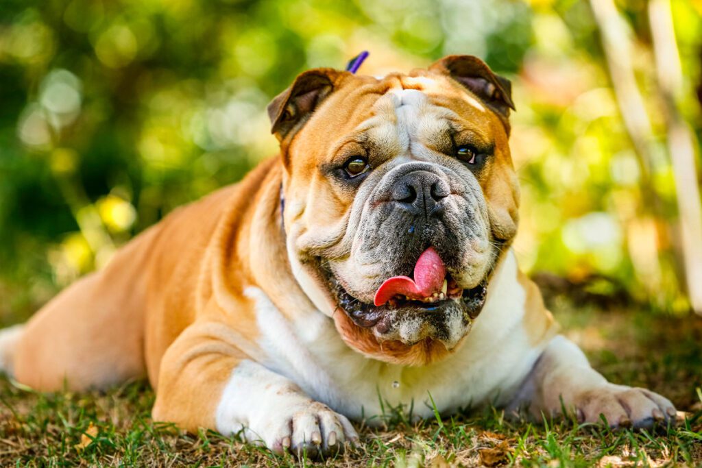 Veterinarian & Urgent Care in Greenfield, WI | Frontier Veterinary ...