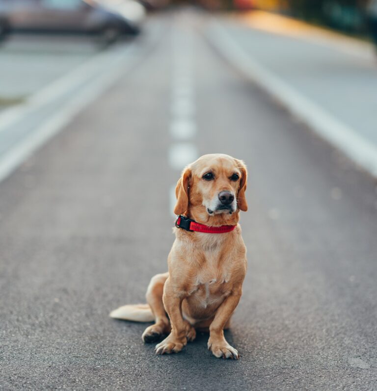What to Do If Your Dog is Hit By a Car | Frontier Veterinary Urgent Care